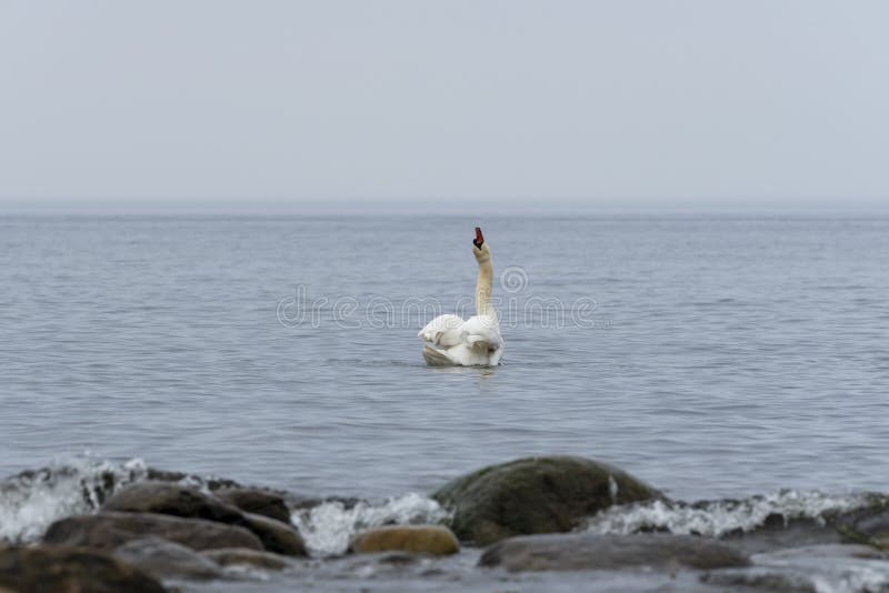 A Single Swan Stretching His Neck Stock Photo - Image of wing, water ...