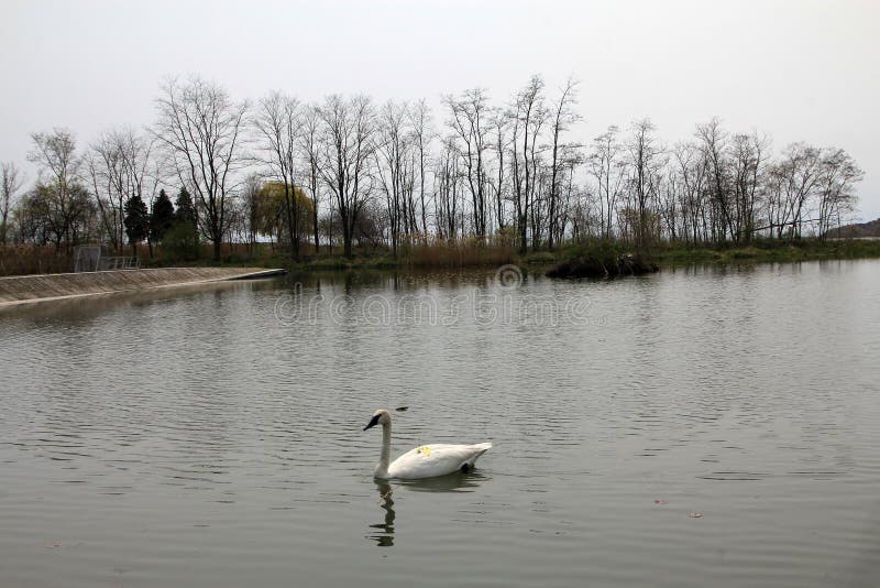 Single Swan stock image. Image of water, surface, lake - 277863081