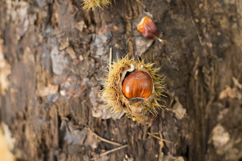 Single sweet Chestnut stock image. Image of ripe, october - 61475265