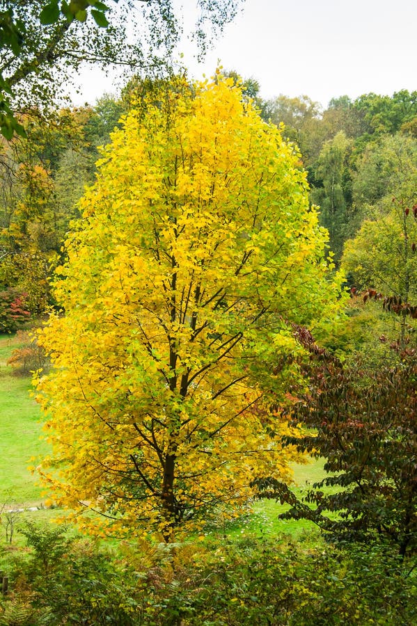 A Single Sycamore Tree in Autumn Colours Viewed from Above Stock Image ...