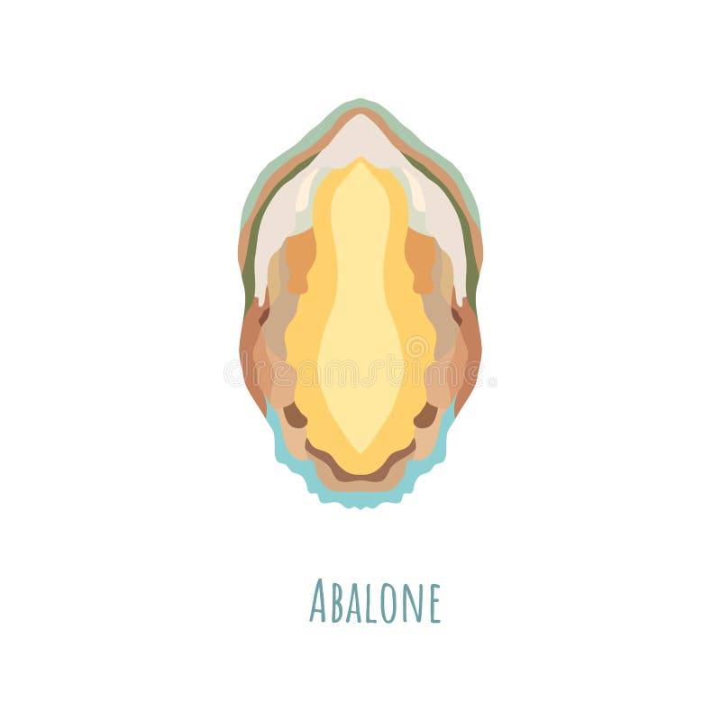 Abalone Shell Vector Stock Illustrations – 60 Abalone Shell Vector ...