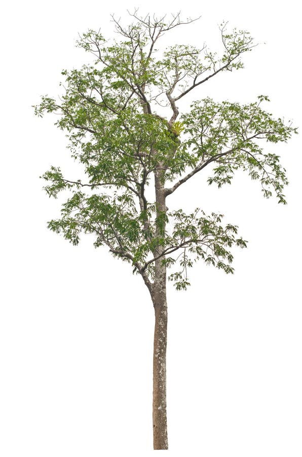 Single Tall and Beautiful Tree. Stock Image - Image of individual, full ...