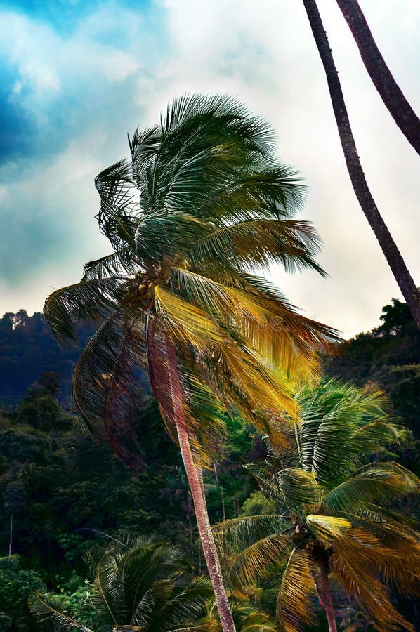 Single Tall Palm Tree at a Jungle in Trinidad and Tobago Stock Photo ...