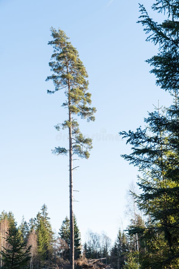 Single pine tree stock image. Image of lonely, alone - 40377555