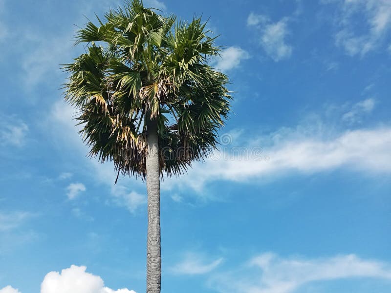 Single Tall Plam Tree with Blue Sky Background Stock Photo - Image of ...