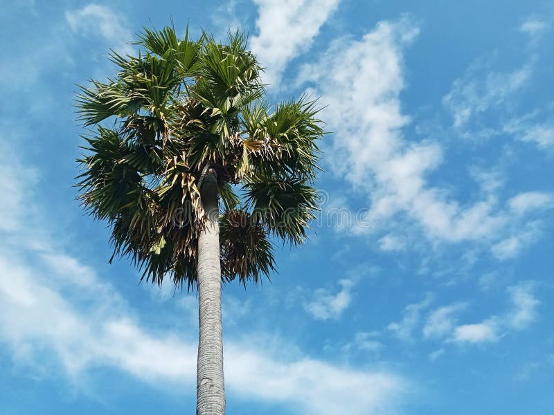 Single Tall Plam Tree with Blue Sky Background Stock Photo - Image of ...