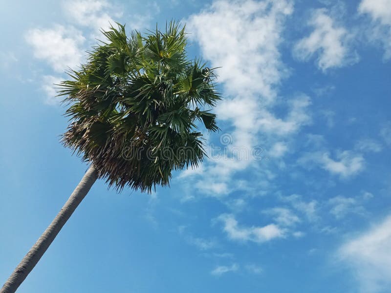 Single Tall Plam Tree with Blue Sky Background Stock Photo - Image of ...