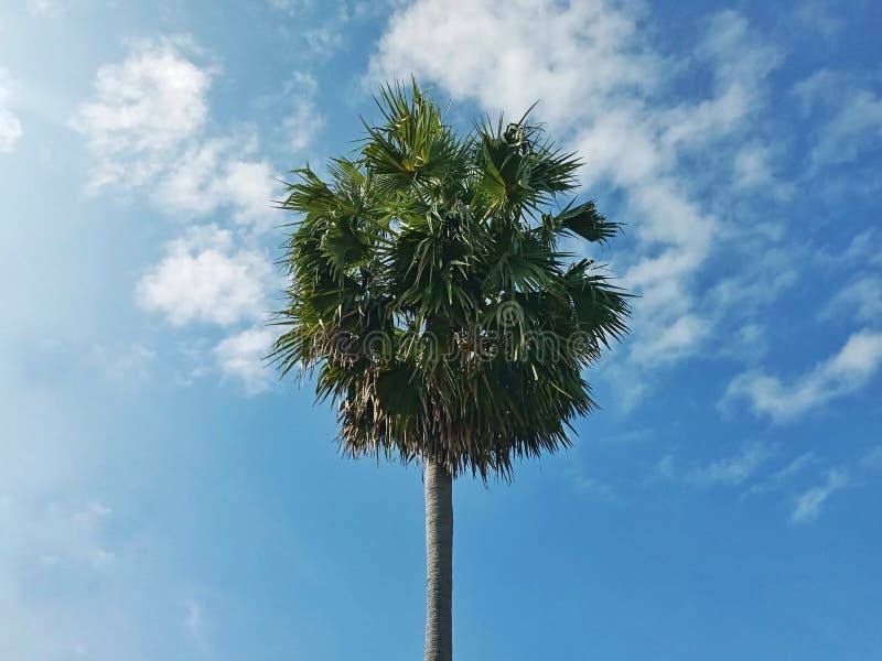 Single Tall Plam Tree with Blue Sky Background Stock Photo - Image of ...