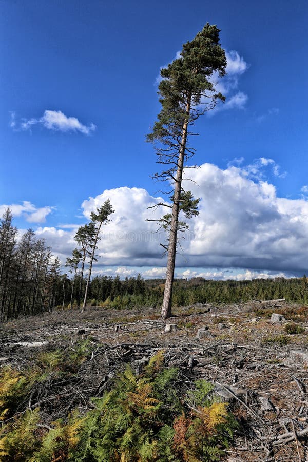 Single Tall Spruce on Clearing in the Summer Stock Photo - Image of ...