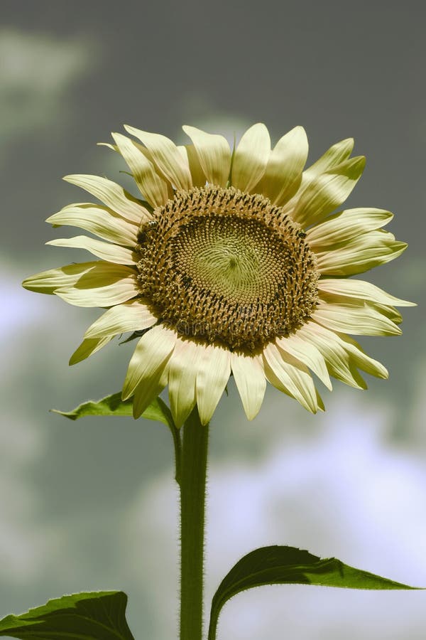 Sunflower. A Tall North American Plant Of The Daisy Family, With Stock ...