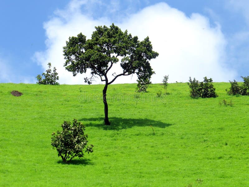 A single tall tree stock image. Image of lush, beautiful - 54223803