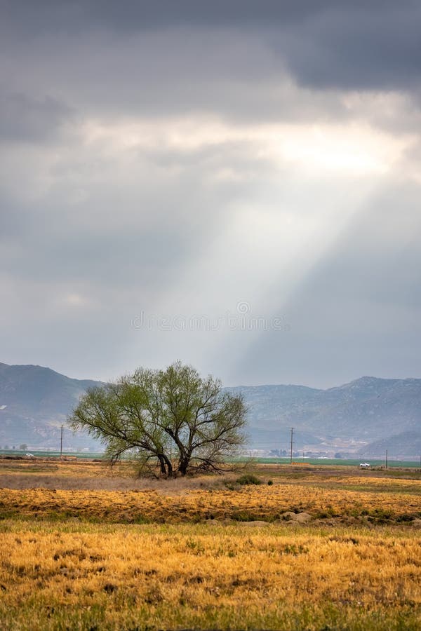 Single Tall Tree in the Middle of Fields with Dramatic Sky Over in ...