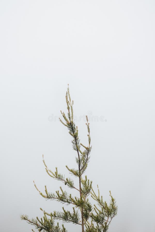 Single Tall Tree Plants Against the Gray Sky Stock Photo - Image of ...