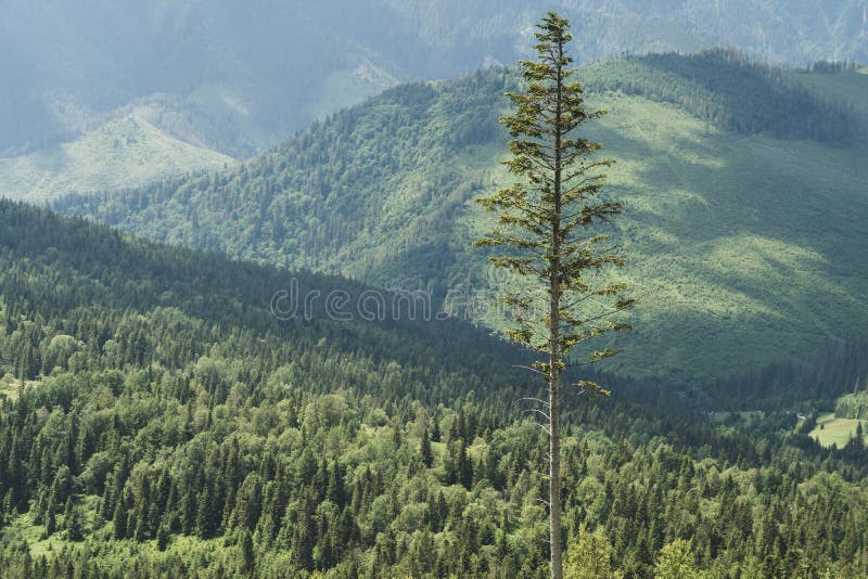 Single Tall Tree Standing Out from Smaller Trees in Forest Stock Image ...