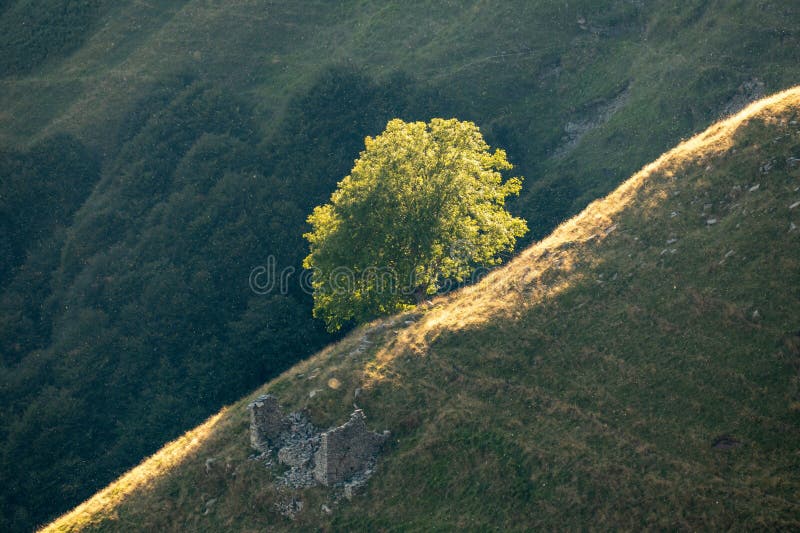 Single Tall Tree Stands on Top of a Grassy Hill Stock Photo - Image of ...