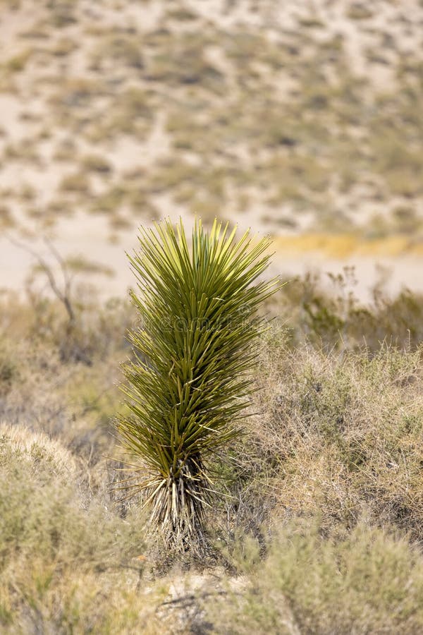 Single Tall Yucca Plant in the Mojave Desert Stock Image - Image of ...