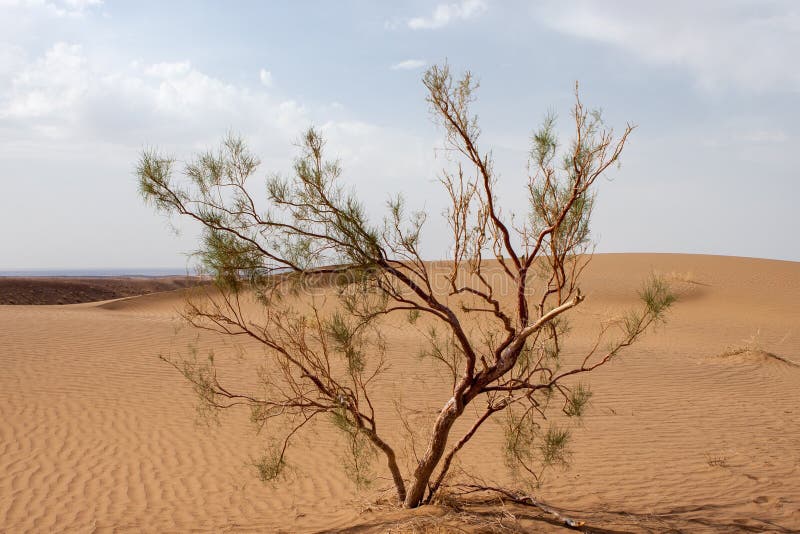 A Single Tamarisk Tree (Tamarix Articulata) in the Sahara Desert Stock ...