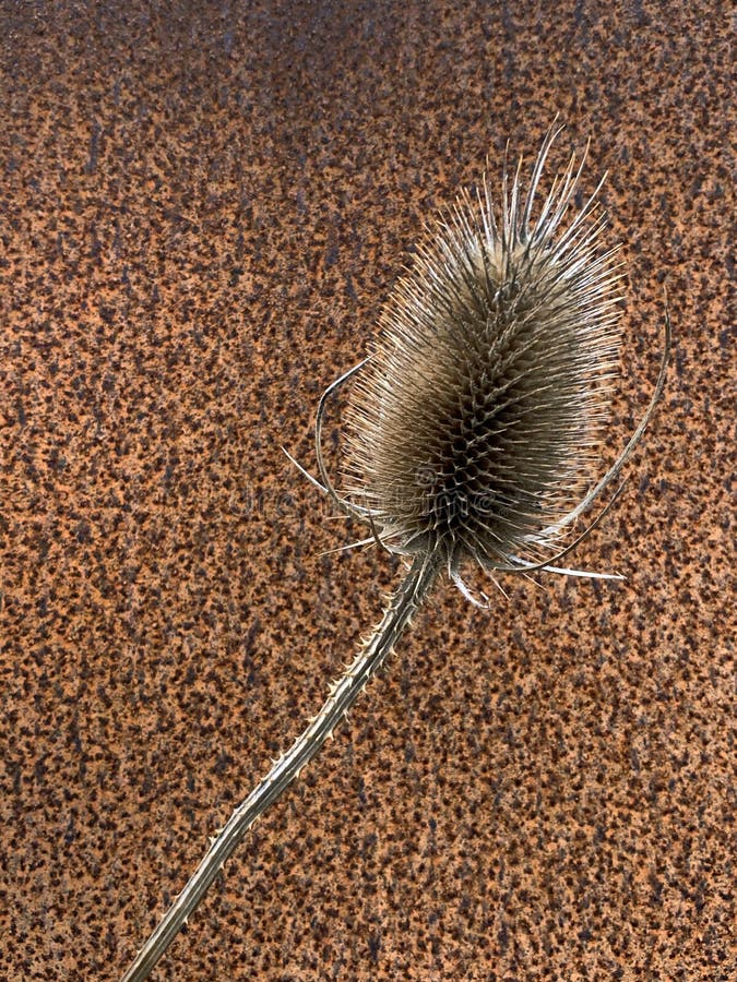 A Single Teasel Against a Rusty Metal Background Stock Image - Image of ...