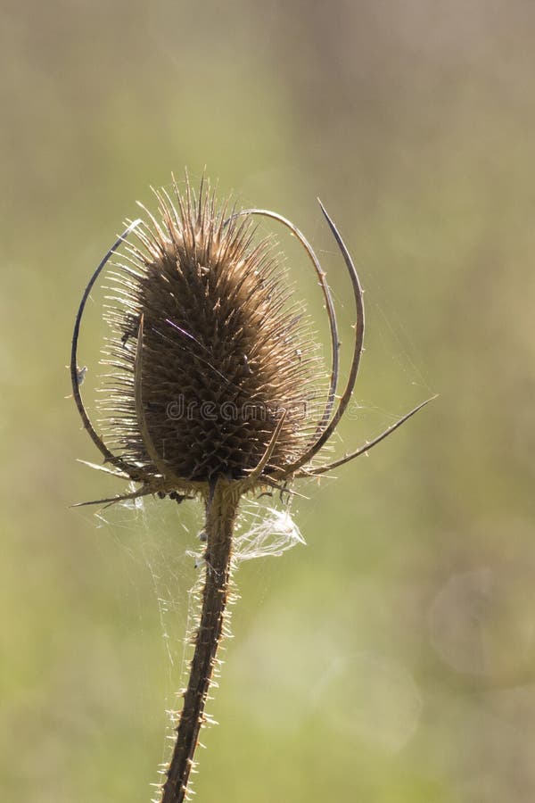 A teasle head stock photo. Image of single, light, autumn - 100424244
