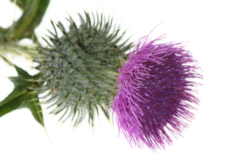 Pressed thistle stock image. Image of species, thistle - 78658307