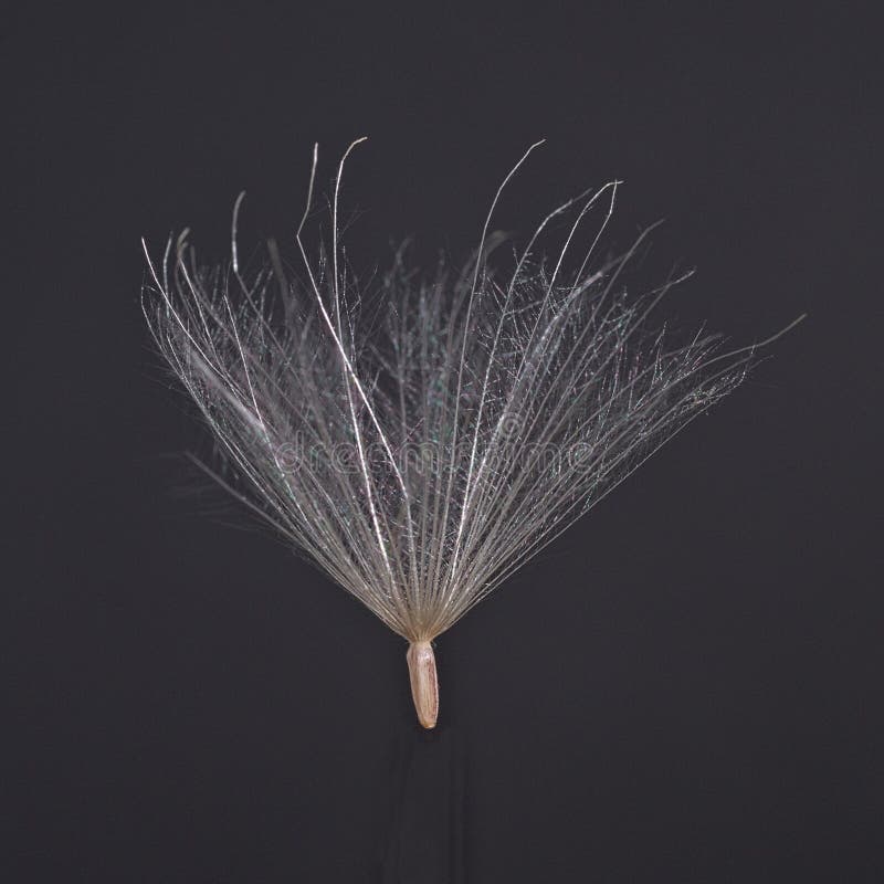 Thistle Seed Pappus Wind Dispersal Stock Image - Image of thistle ...