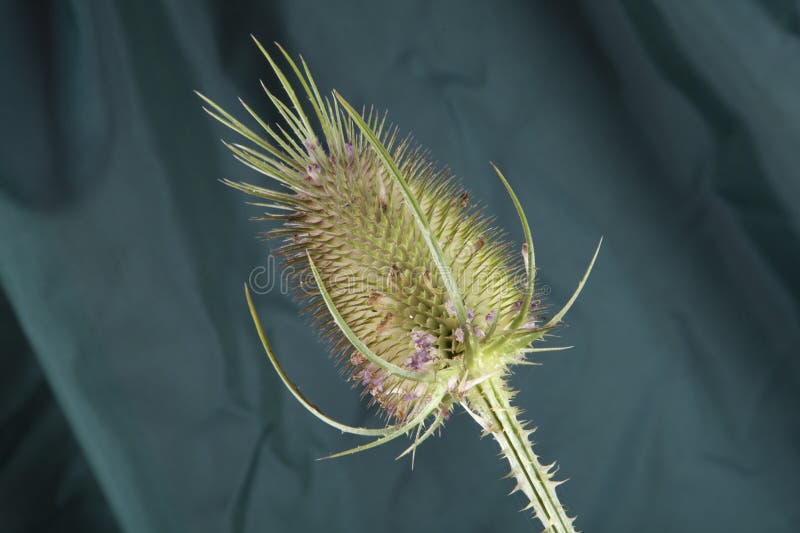 A Single Thistle Stalk in Front of a Background of Green Curtains Stock ...