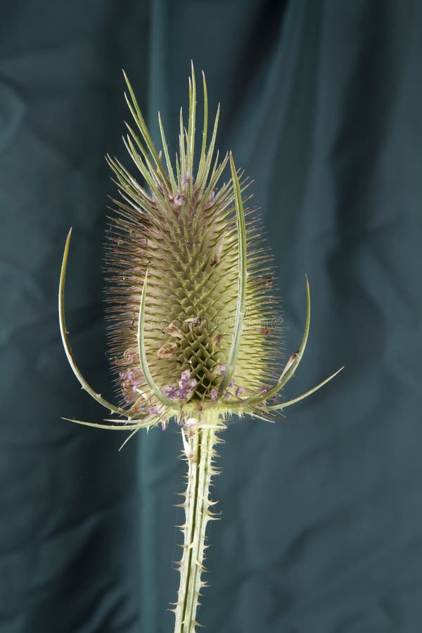 A Single Thistle Stalk in Front of a Background of Green Curtains Stock ...