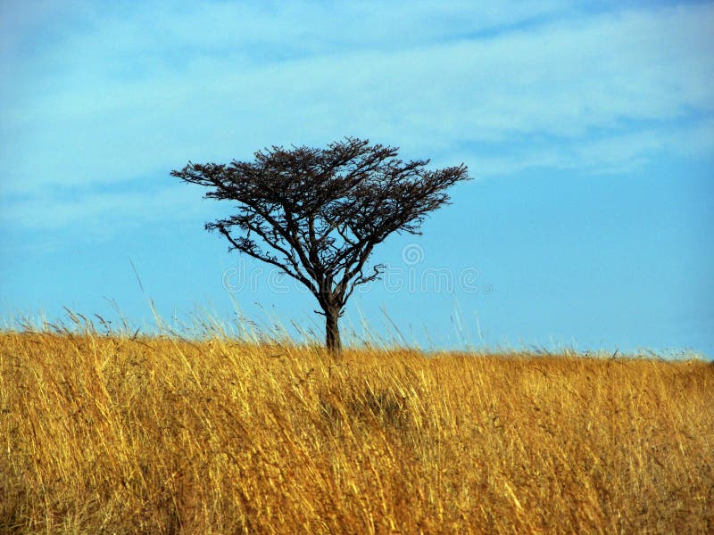 Single Thorn Tree in Grass Field with Mountain Stock Photo - Image of ...