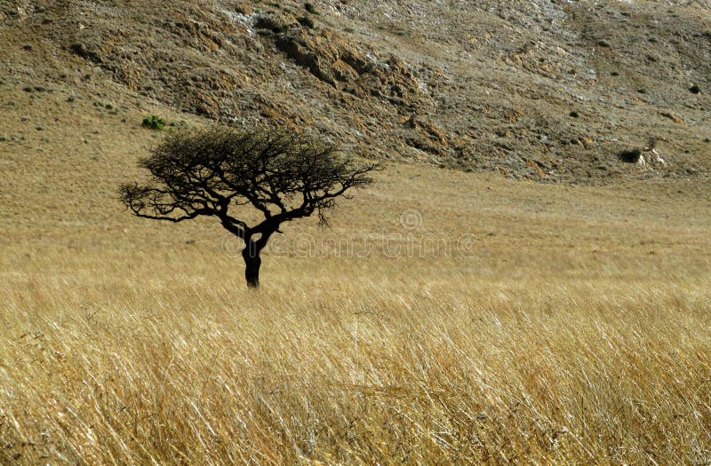 Single Thorn Tree in Grass Field with Mountain Stock Photo - Image of ...
