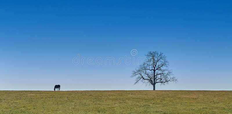 Single Thoroughbred Horse Grazing in a Field with a Tree, and Against ...