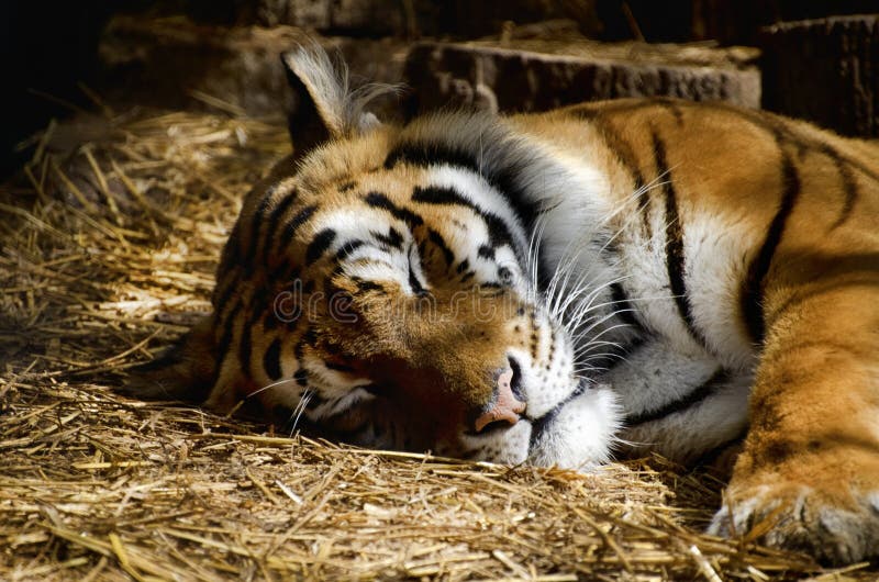 126 Single Bengal Tiger Face Stock Photos - Free & Royalty-Free Stock ...