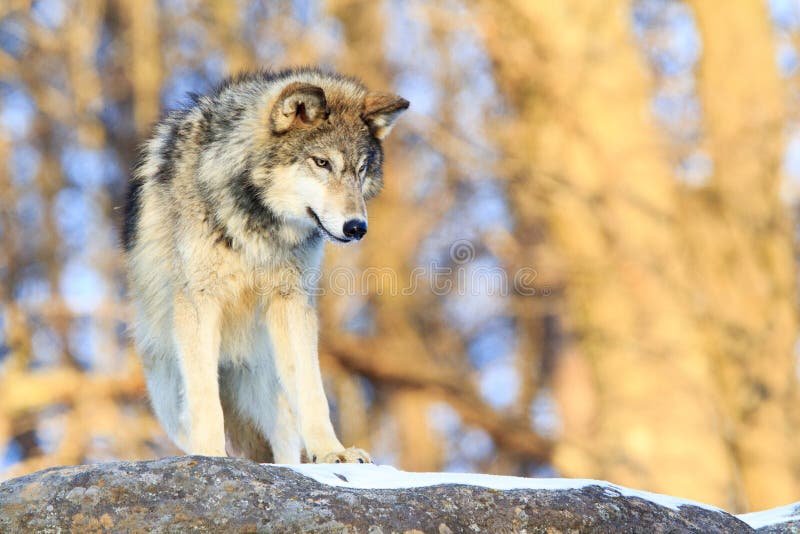 668 Alpha Timber Stock Photos - Free & Royalty-Free Stock Photos from ...