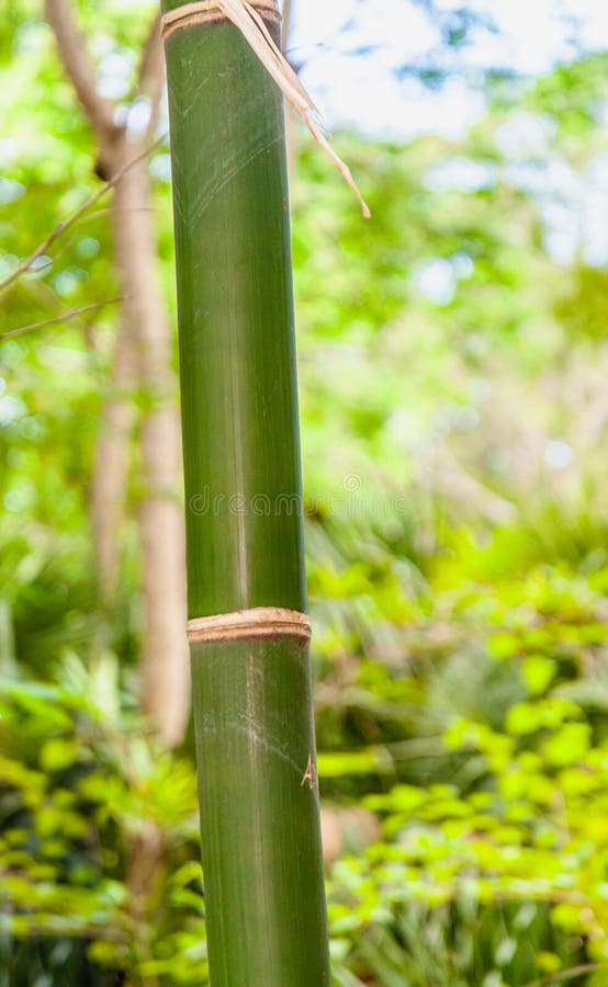 Single Timor Black Bamboo Pole, Growing in Dense, Tropical, Vegetation ...