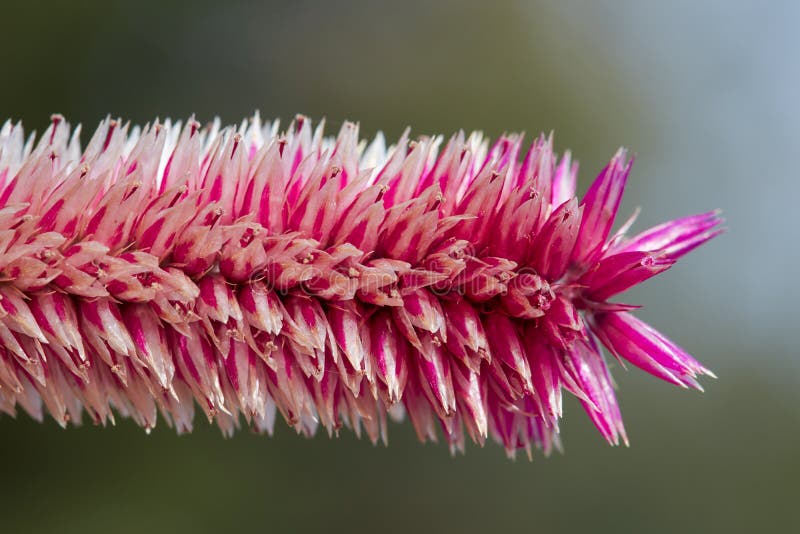 Single Tip of a Pink Red Blooming Celosia Argentea Plant Flower Stock ...