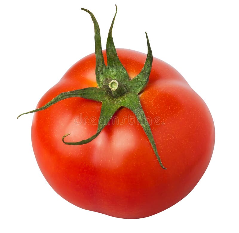 Single Tomato before White Background Stock Photo - Image of white ...