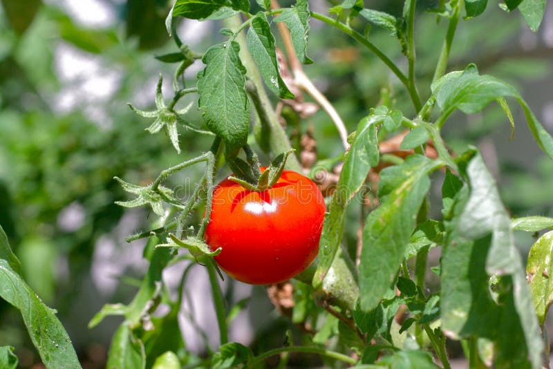 Single Tomato Plant stock photo. Image of food, small - 14977048