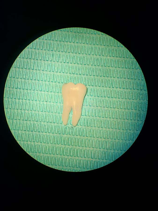 Single Tooth Model on Dental Bib Under Dental Operating Microscope ...