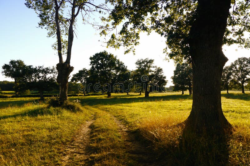 Single Track through a Field Stock Photo - Image of farm, track: 27218662