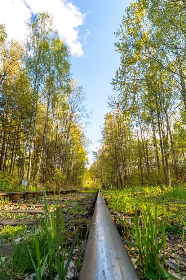 Track through forest stock image. Image of trees, track - 14550101