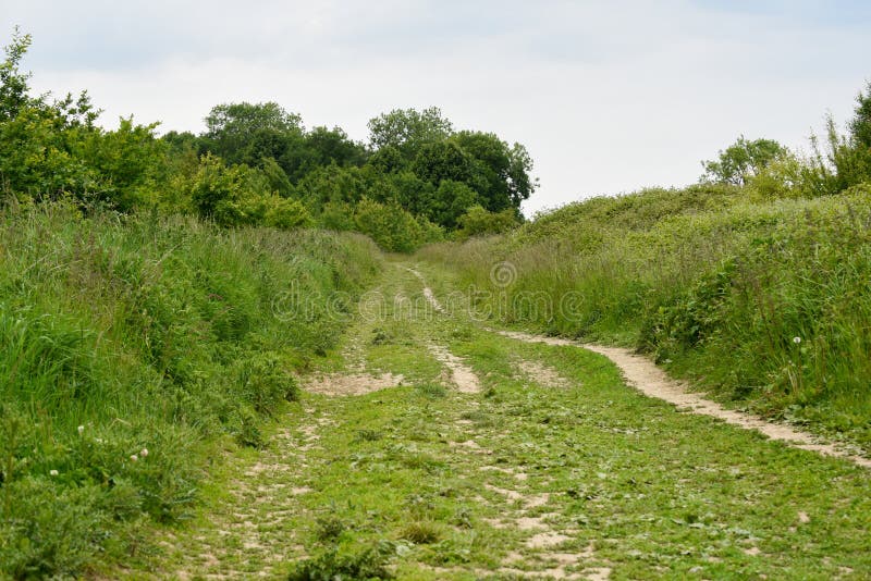 Single Track Road or Footpath through Woodland with Grass Verge Stock ...