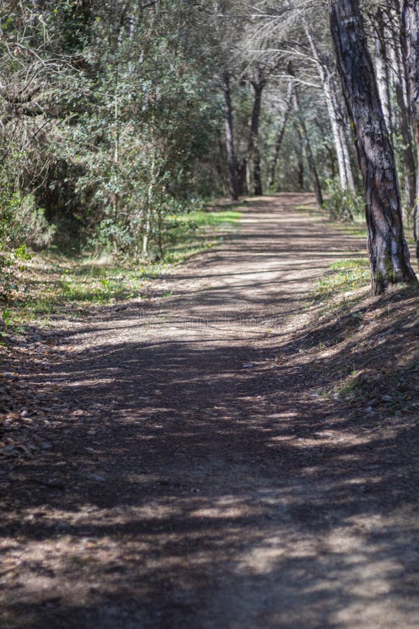 Single Track Smooth Gravel Path on a Pine Forest Landscape Stock Image ...