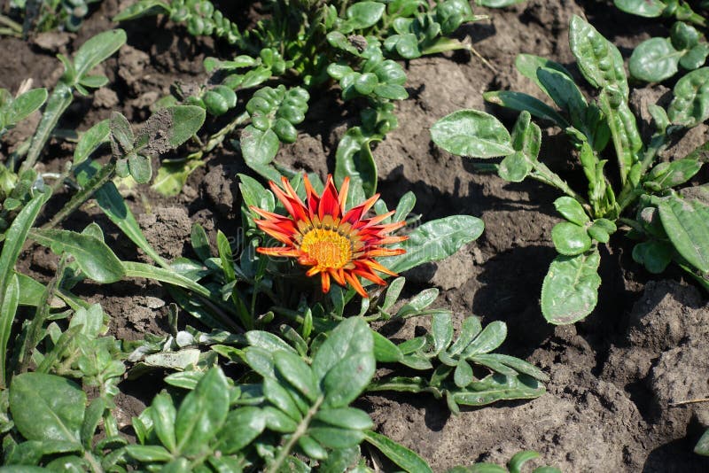 Single Treasure Flower in the Flowerbed Stock Image - Image of orange ...