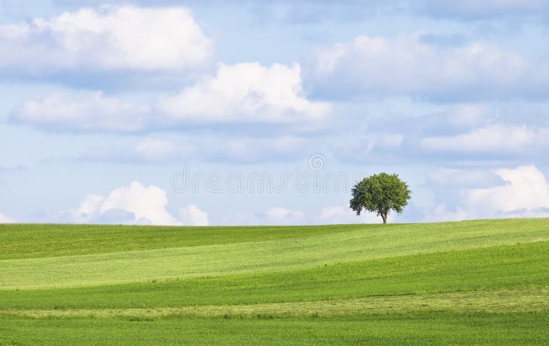 Single tree stock photo. Image of countryside, grassland - 10011128