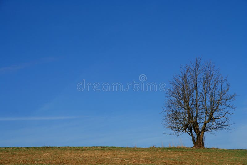 Single Tree stock image. Image of leaf, environment, grassland - 11035567