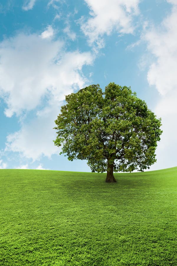 Lone tree stock photo. Image of maple, single, summer - 5824298