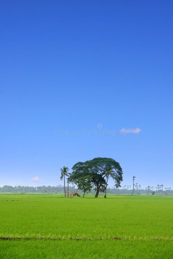 Single Tree in the Middle of Wildflower Meadow of Scenic Antelope ...