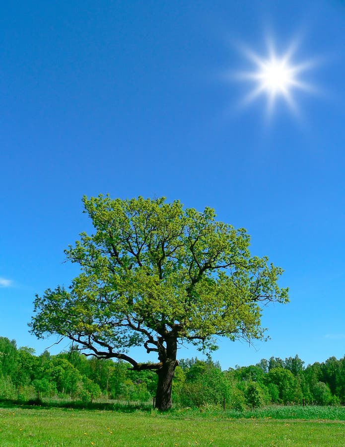 Single tree stock photo. Image of single, calm, horizont - 11703922