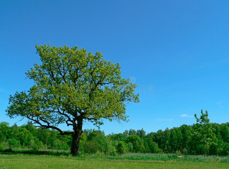 Single tree stock photo. Image of alone, background, lonely - 16868290
