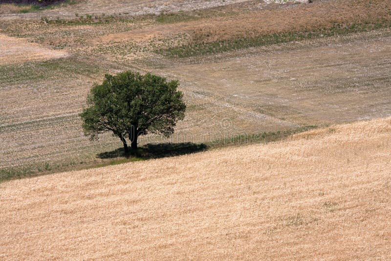 Tree from above stock photo. Image of single, horizontal - 13827984