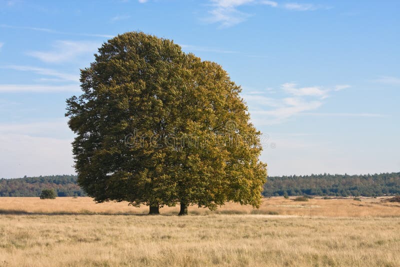 Single tree stock image. Image of field, blue, landscape - 12374475